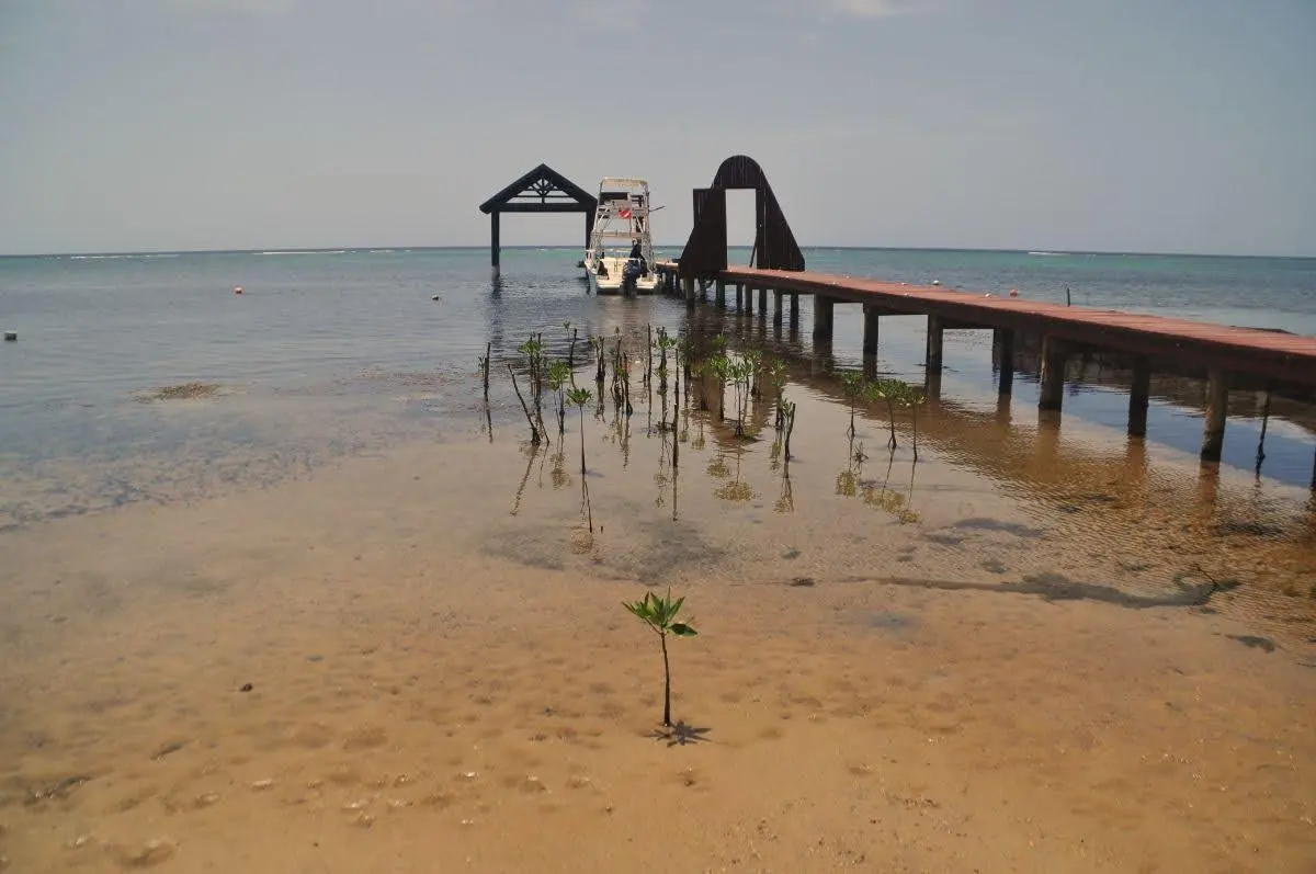 sandy-bay-roatan-honduras-2022-0132 | The Blog of Dimi